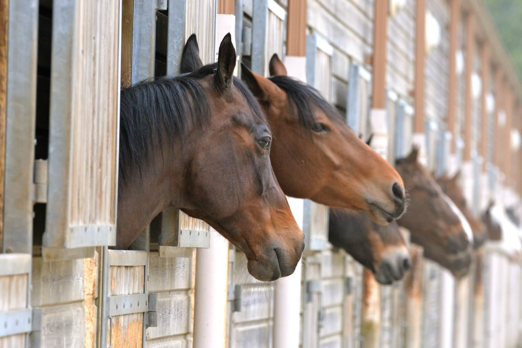 High-quality stable litter made from flax stalks | Delinco